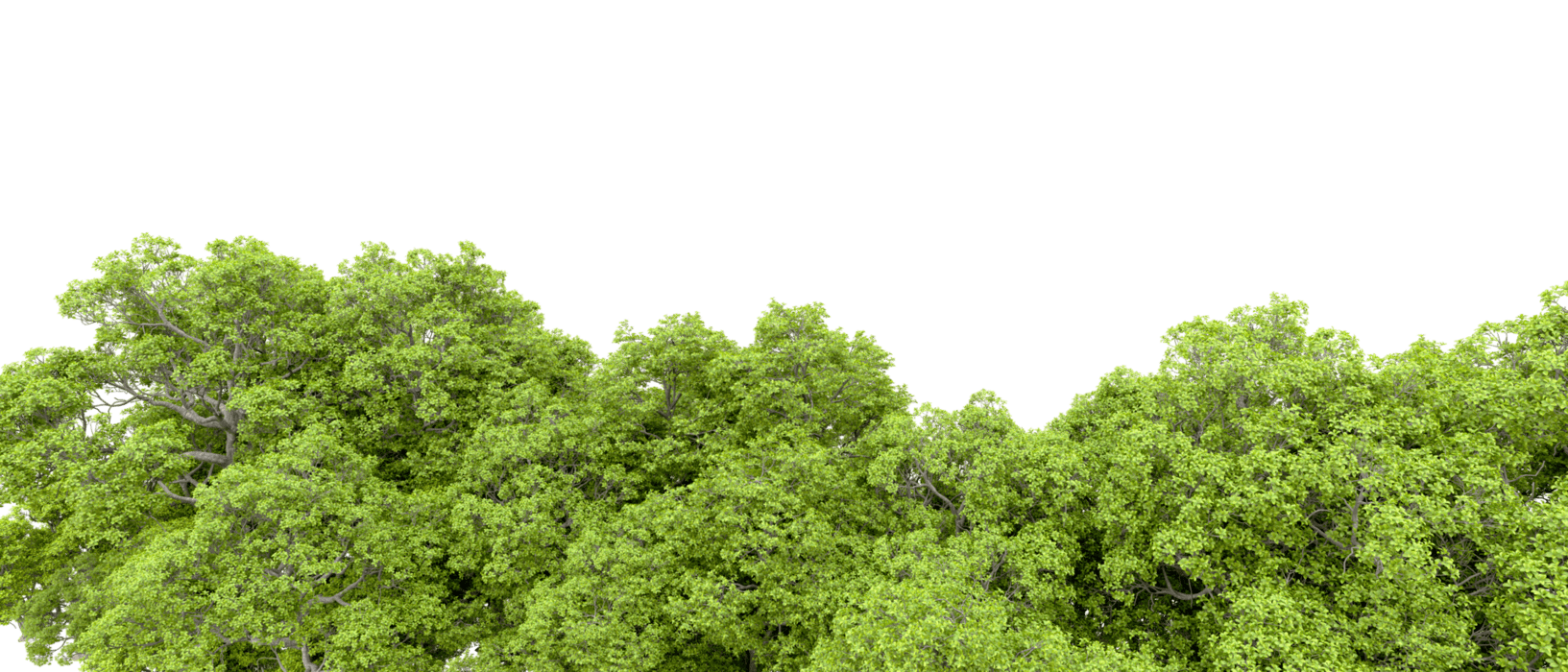Tree Elevation PNGs for Free Download