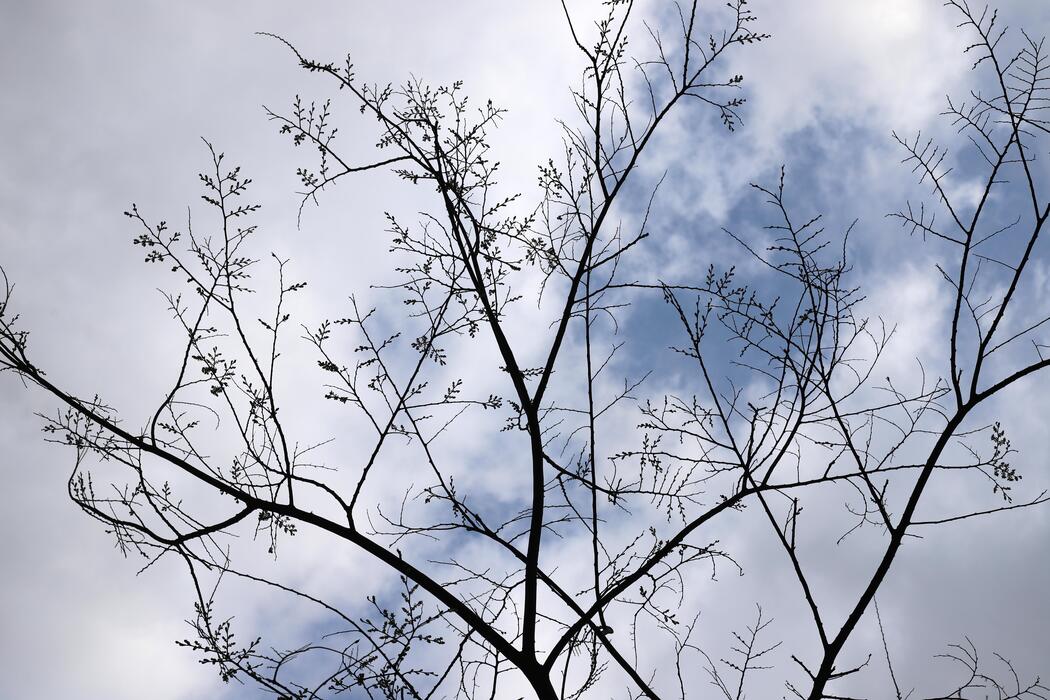 Tree Branch Outline Stock Photos, Images and Backgrounds for Free Download