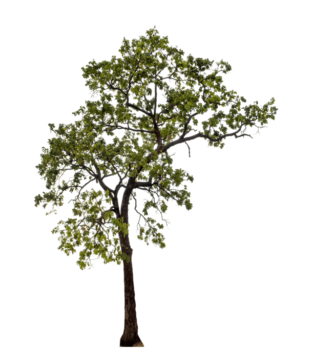Animated Tree PNGs for Free Download