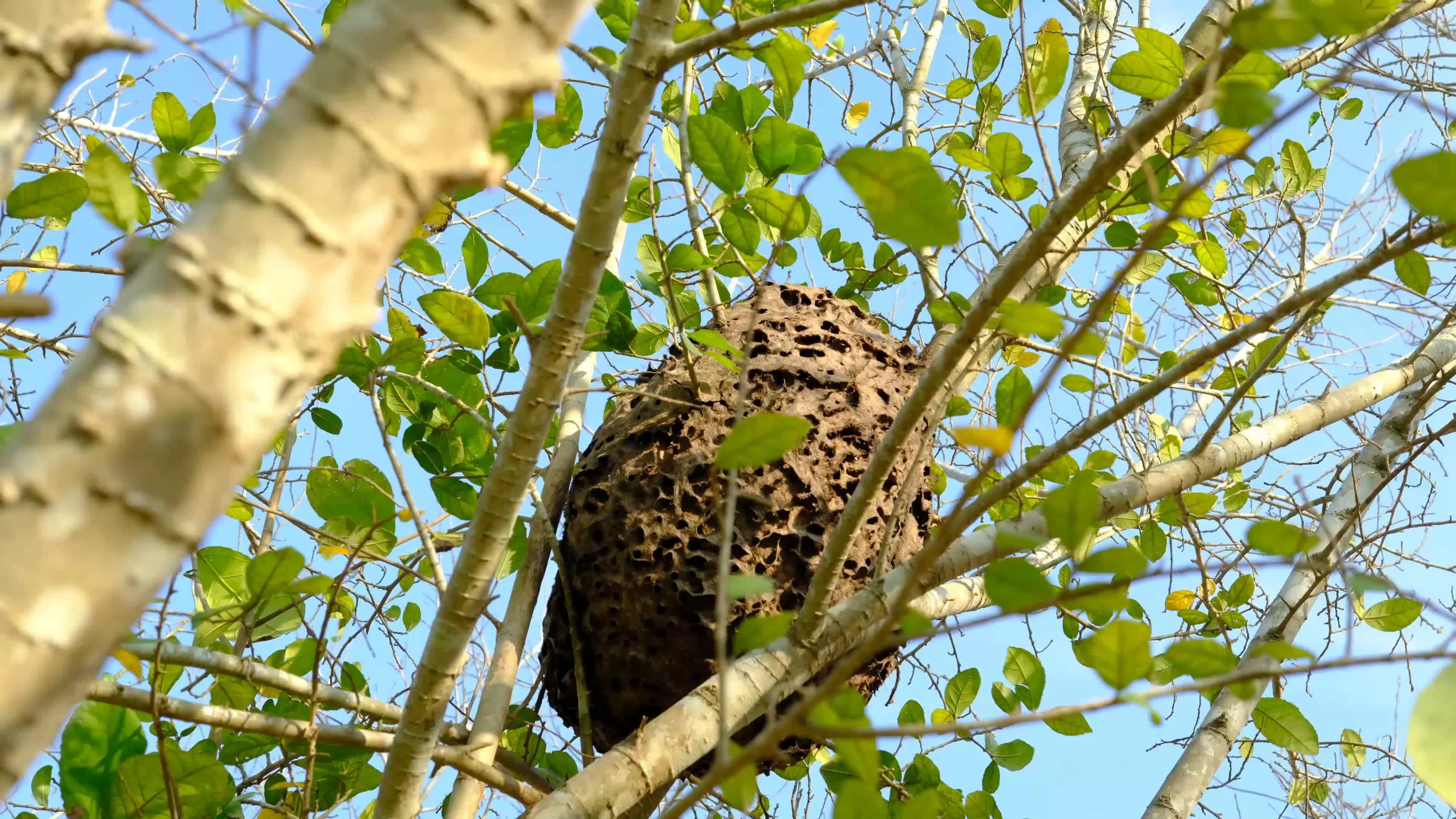 Nests of wasps or hornets built on tree branches. 45609590 Stock Video ...