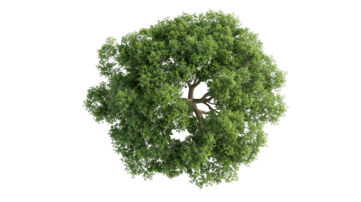 Trees Top View PNGs for Free Download