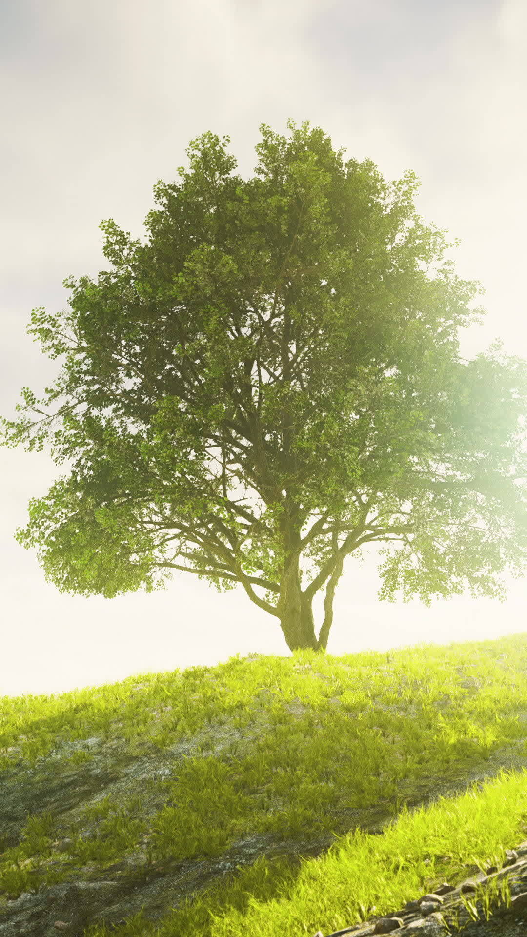 Tree Grow Animation Stock Video Footage for Free Download