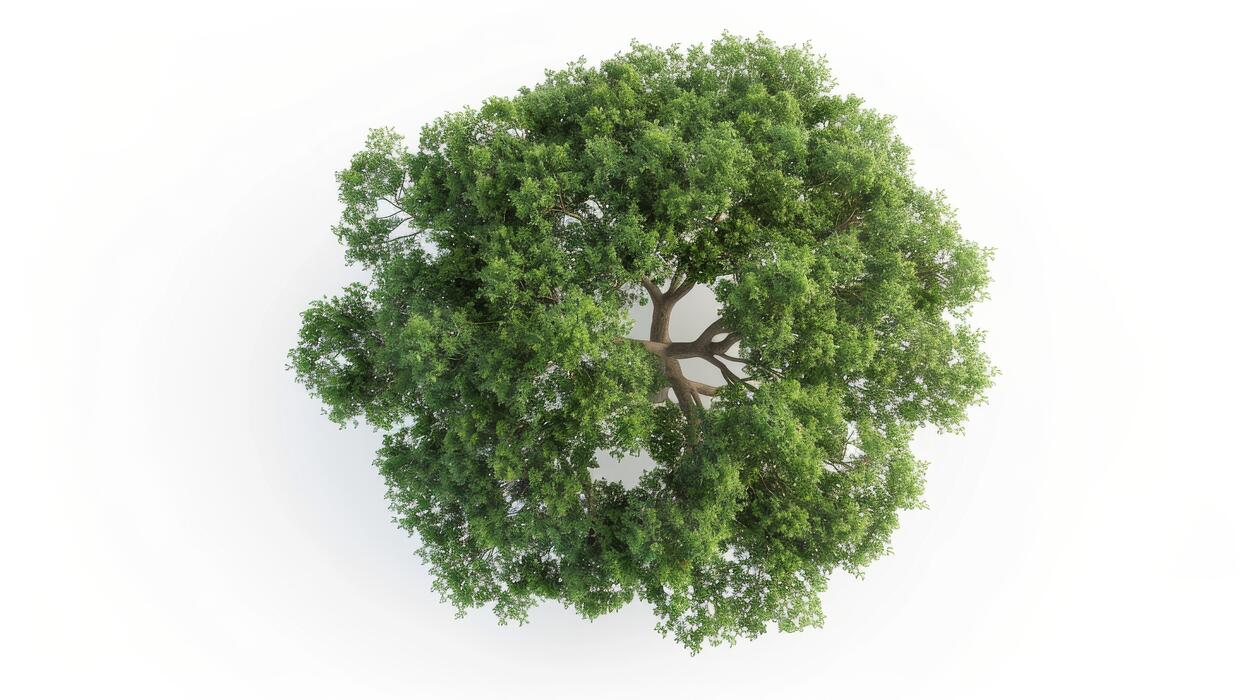 Tree Plan Architecture Stock Photos, Images and Backgrounds for Free ...