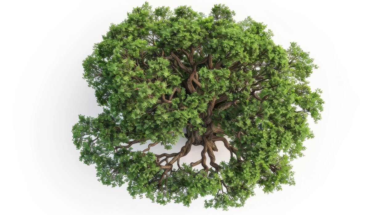 Tree Birds Eye View Stock Photos, Images and Backgrounds for Free Download