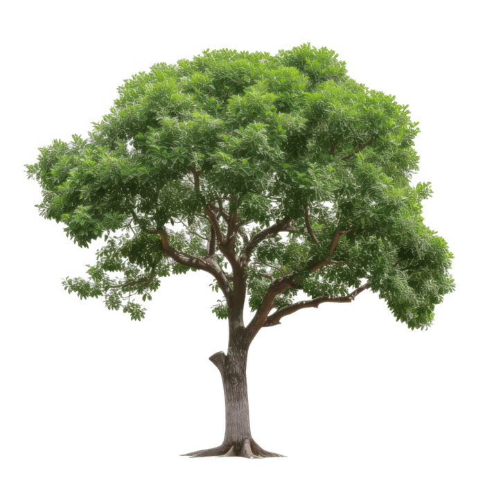 Tree Transparent Background PNGs for Free Download