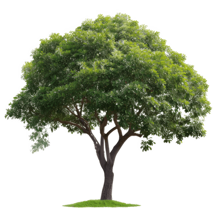Tree Transparent Background PNGs for Free Download