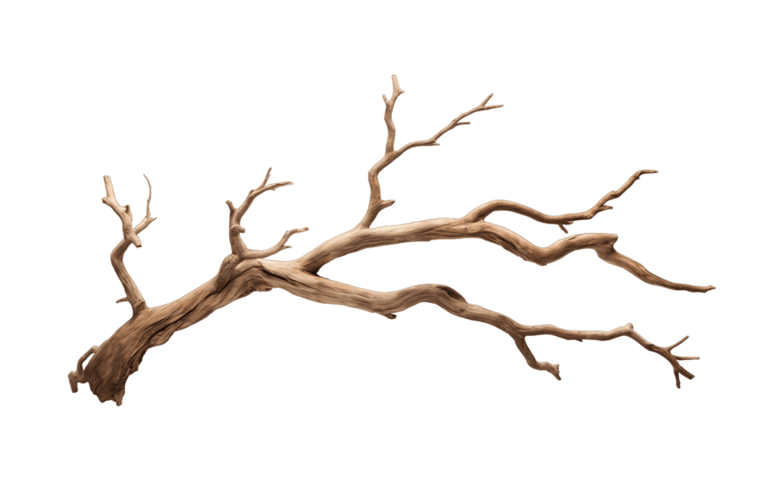 Tree Branches PNGs for Free Download