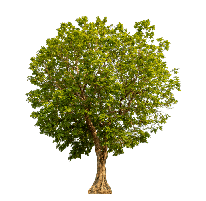 Animated Tree PNGs for Free Download