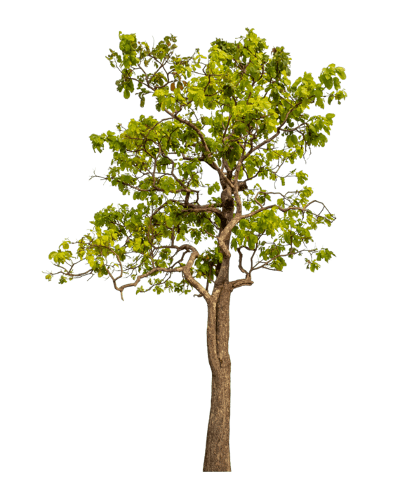 Growing Tree Animation PNGs for Free Download
