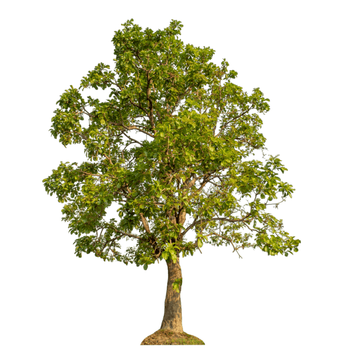 Animated Tree PNGs for Free Download
