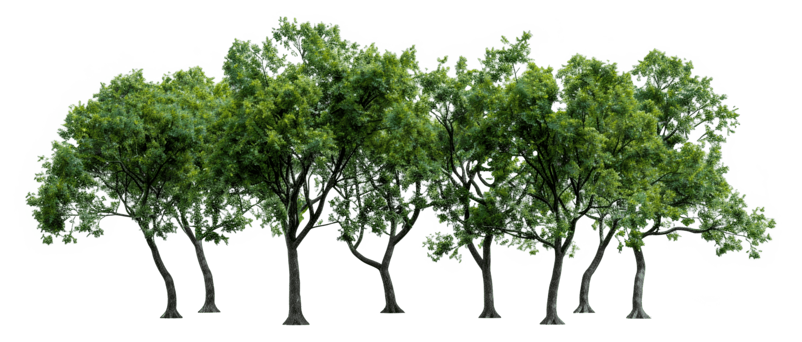 Trees PNG para descargar gratis