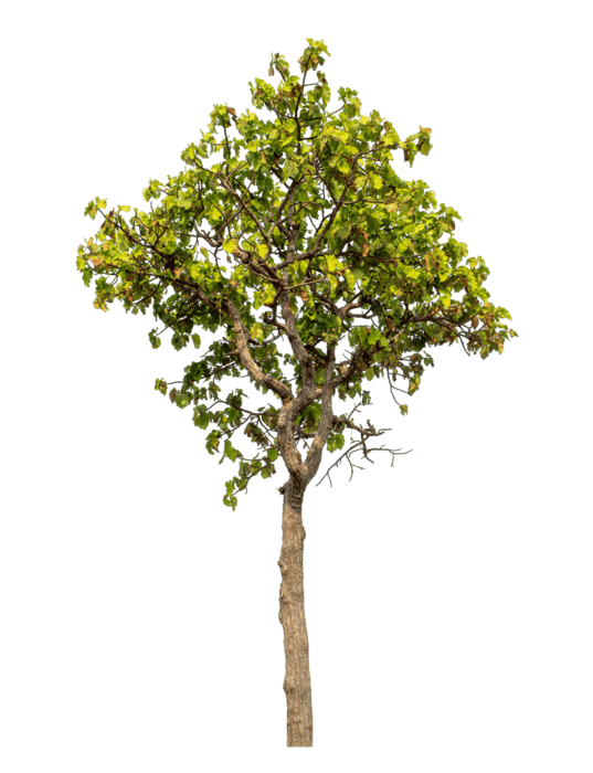 Animated Tree PNGs for Free Download