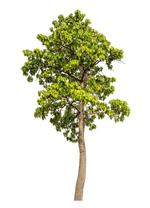 Animated Tree PNGs for Free Download