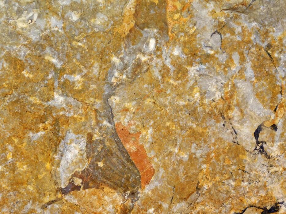 Fossil Background Stock Photos, Images and Backgrounds for Free Download