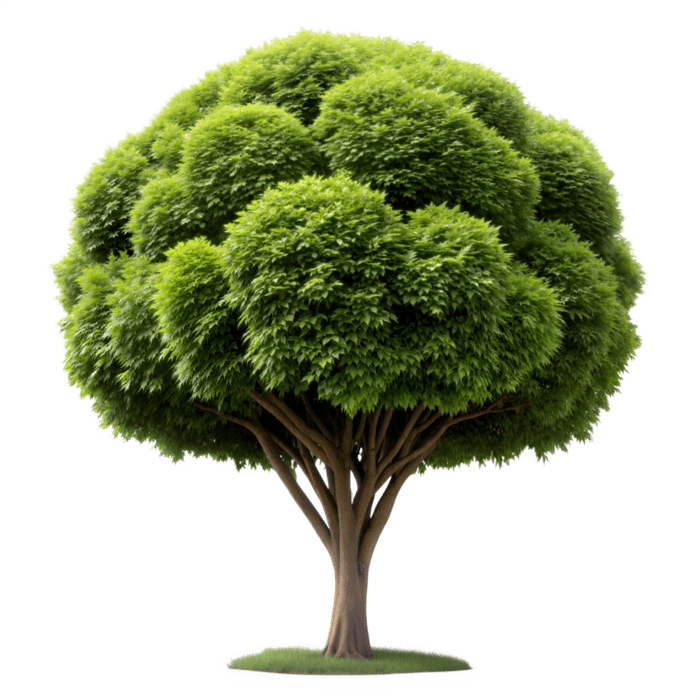 Cartoon Tree Png PNGs for Free Download