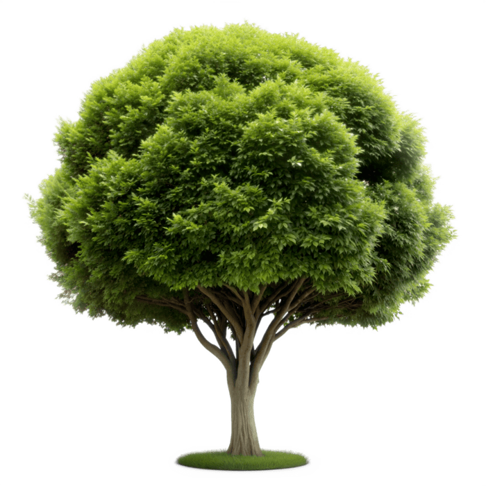 Tree Transparent Background PNGs for Free Download