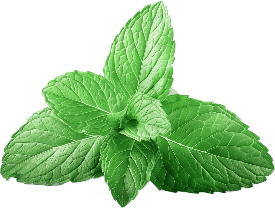 Mint Leaf PNGs for Free Download
