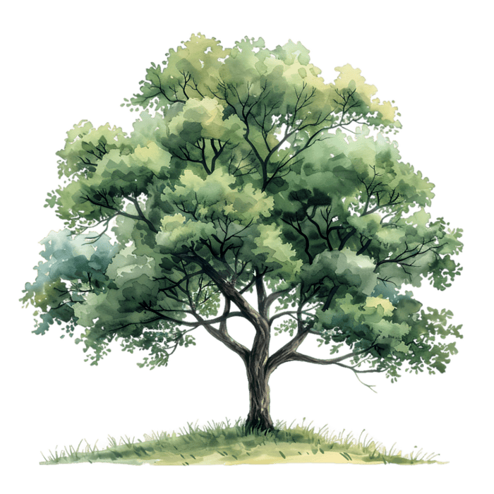 Watercolor Tree PNGs for Free Download