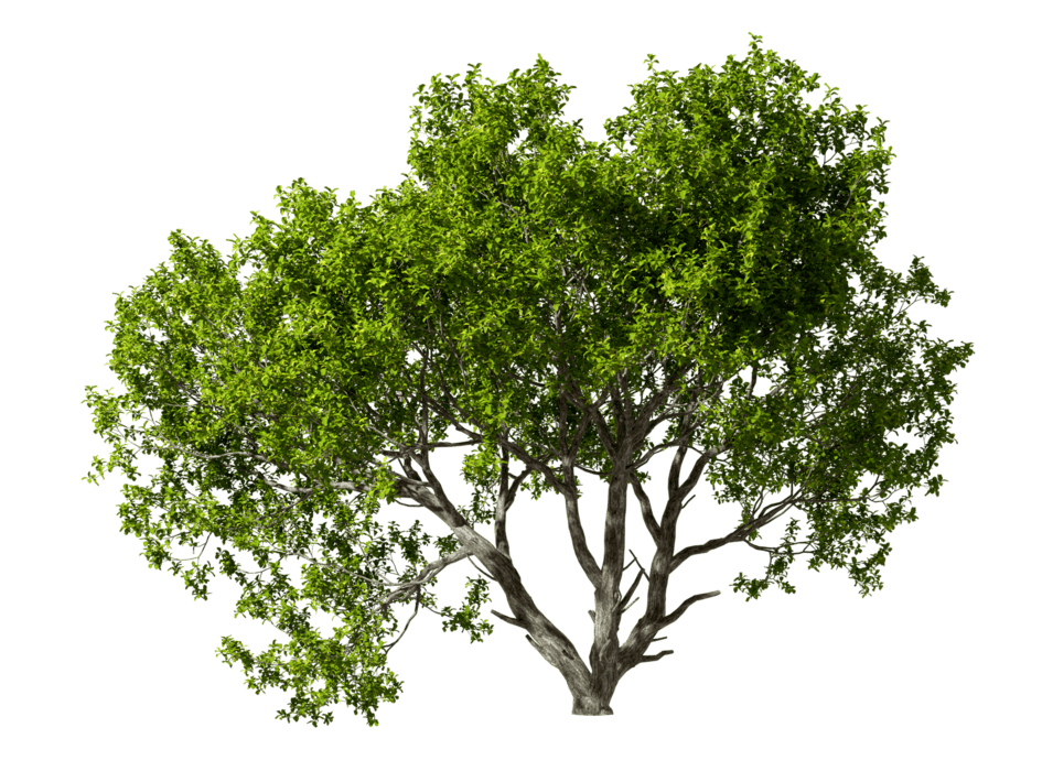 Animated Tree PNGs for Free Download