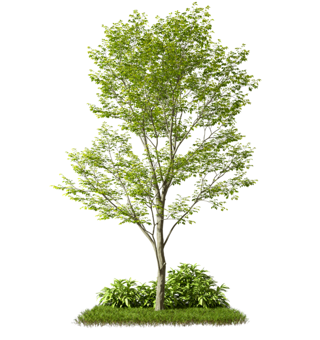 Tree Architecture PNGs for Free Download