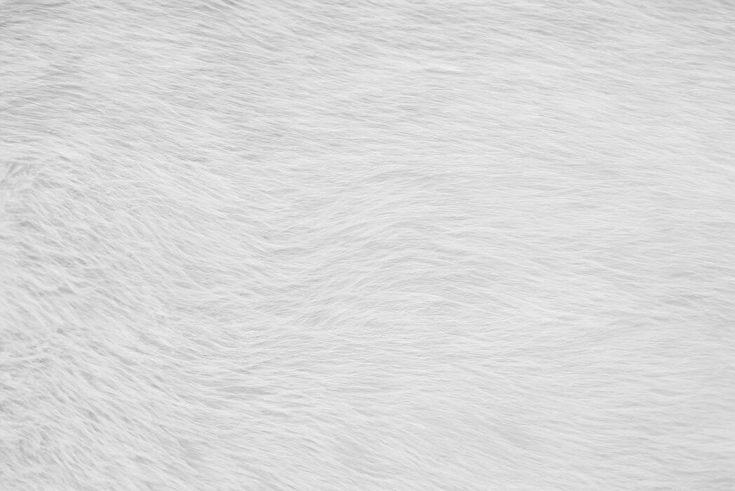 White Fur Texture Stock Photos, Images and Backgrounds for Free Download