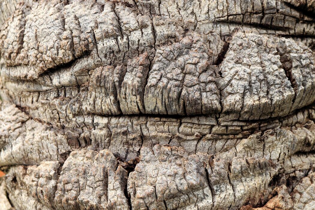 Tree Trunk Pattern Stock Photos, Images and Backgrounds for Free Download