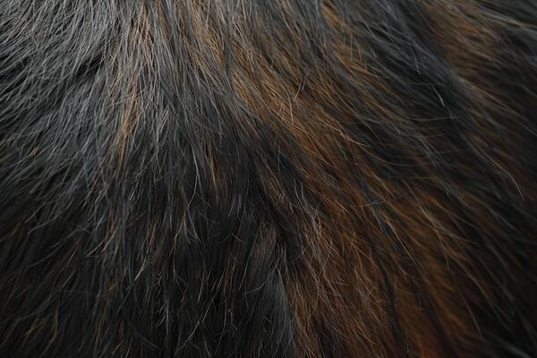 Lion Hair Stock Photos, Images and Backgrounds for Free Download