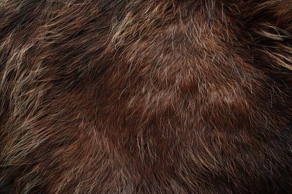 Brown Fur Stock Photos, Images and Backgrounds for Free Download