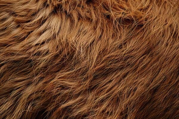 Brown Fur Stock Photos, Images and Backgrounds for Free Download