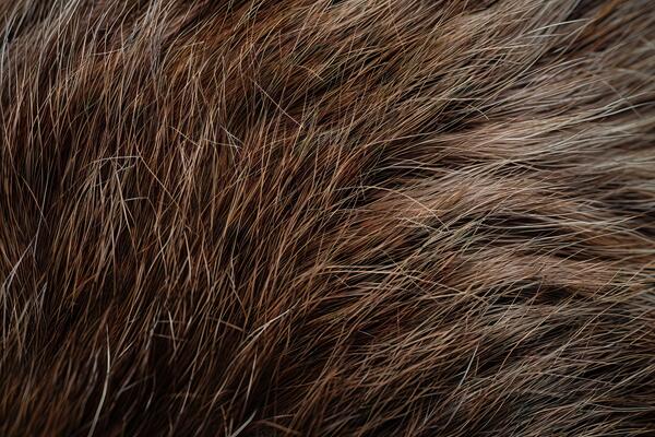 Brown Fur Stock Photos, Images and Backgrounds for Free Download