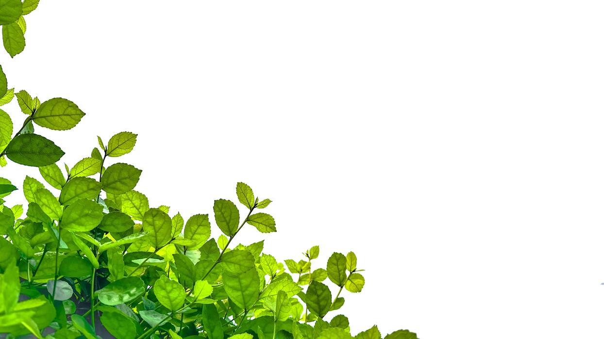 Green Leaves Isolated Stock Photos, Images and Backgrounds for Free ...