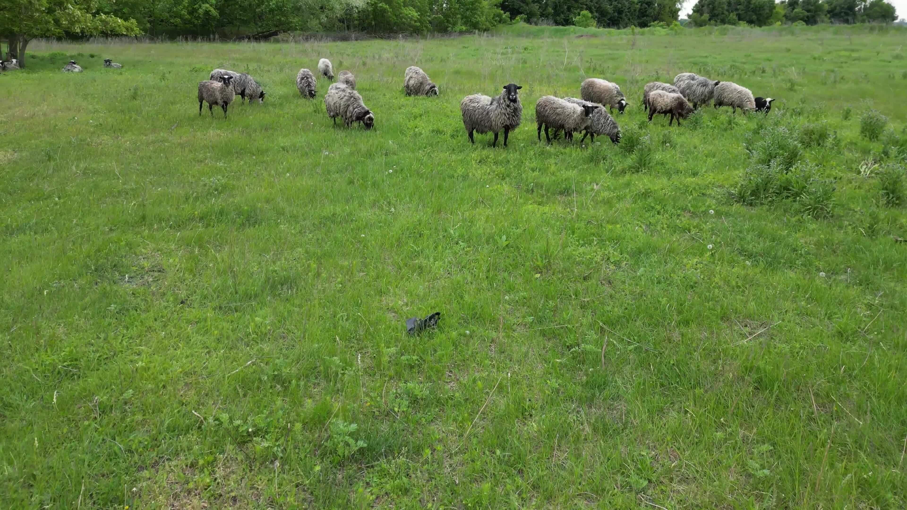 Aerial view of a flock of sheep grazing in a lush green field. The captures the sheep from above ...