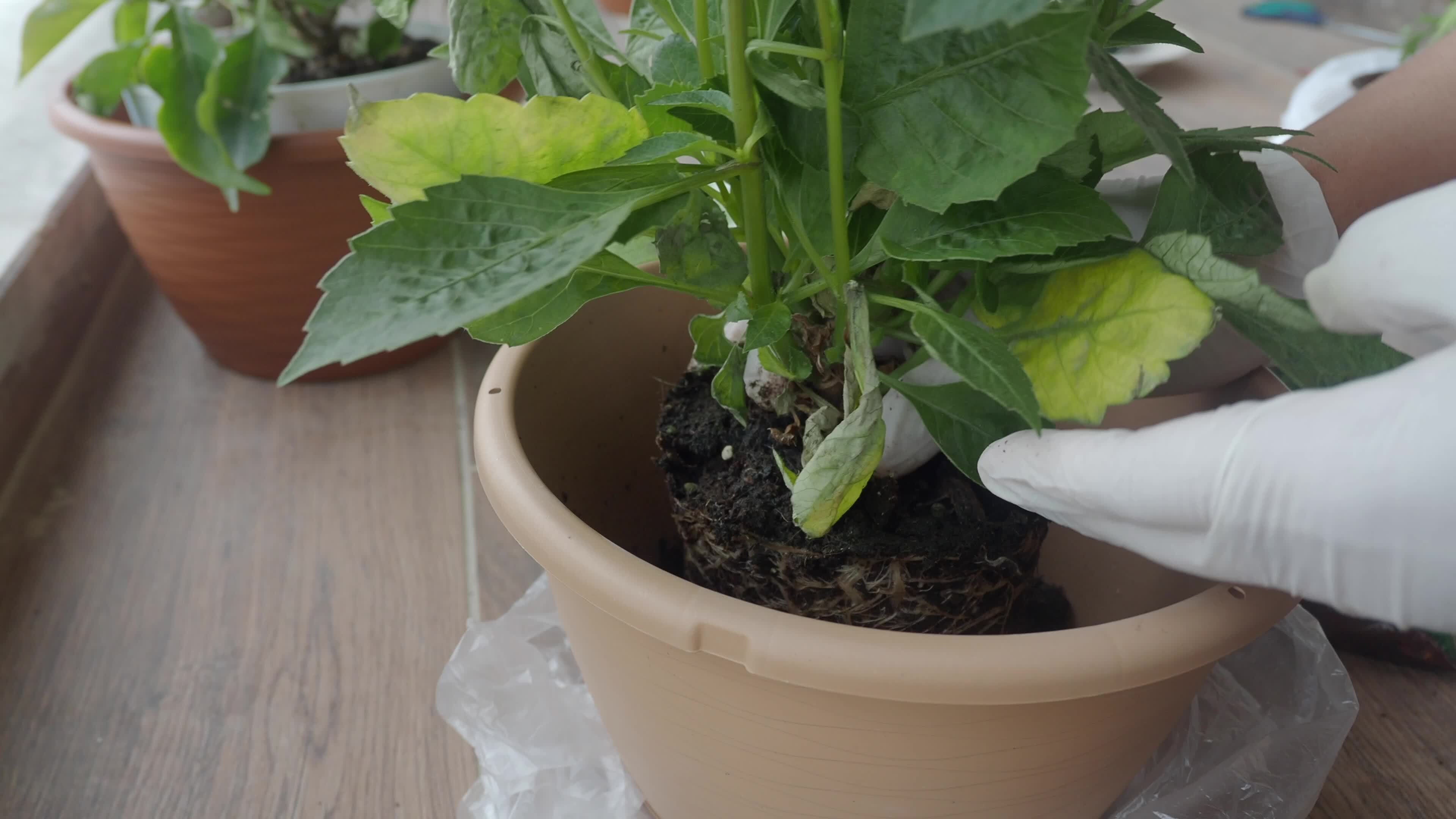 un individual es avaro un maceta con un planta dentro 46336440 Vídeo de ...