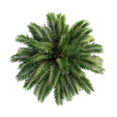 Tree Top View PNGs for Free Download