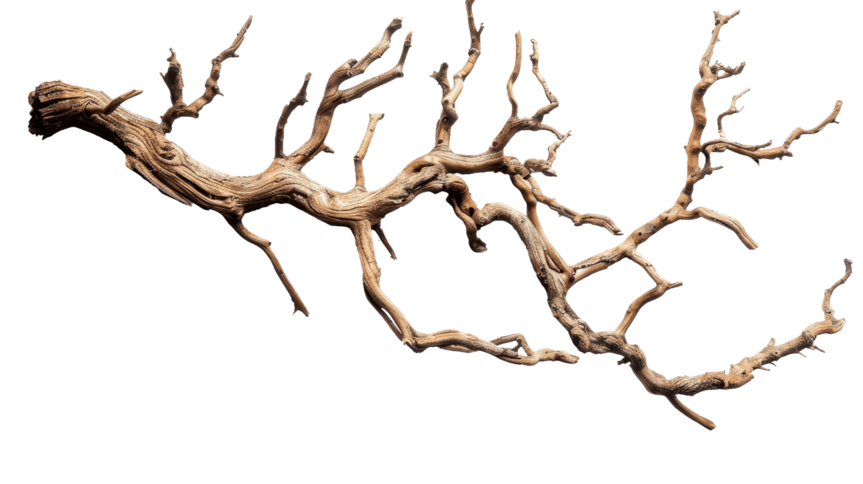 Wood Branch PNGs for Free Download