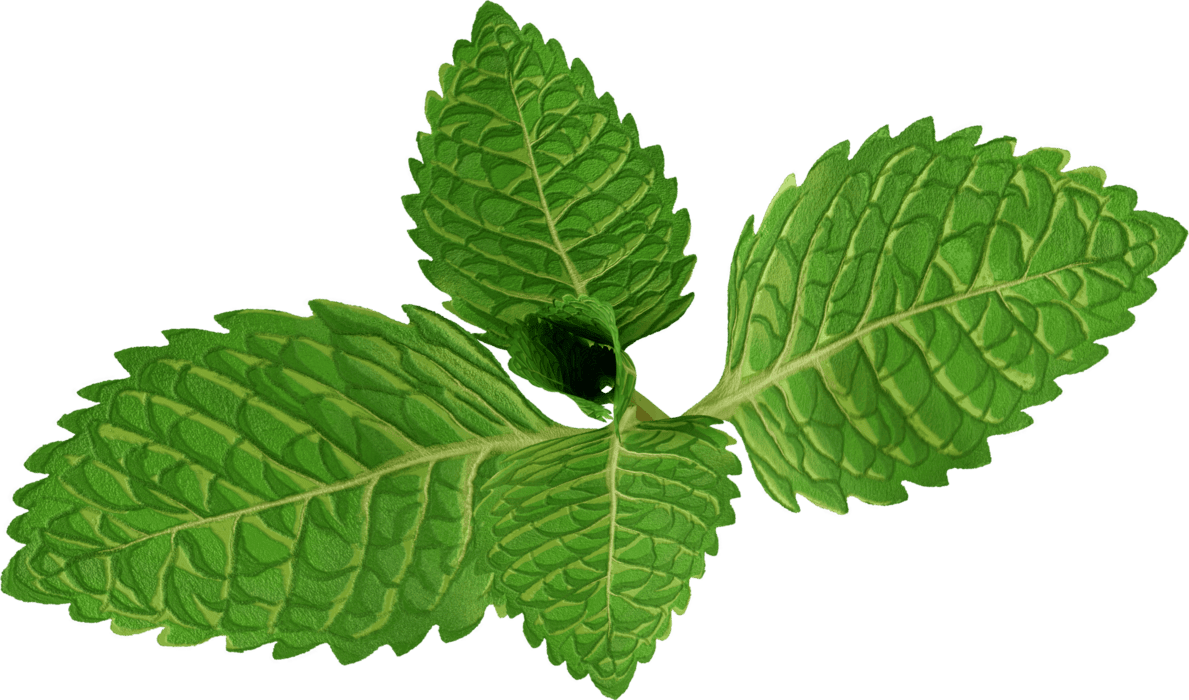 Mint Leaf PNGs for Free Download
