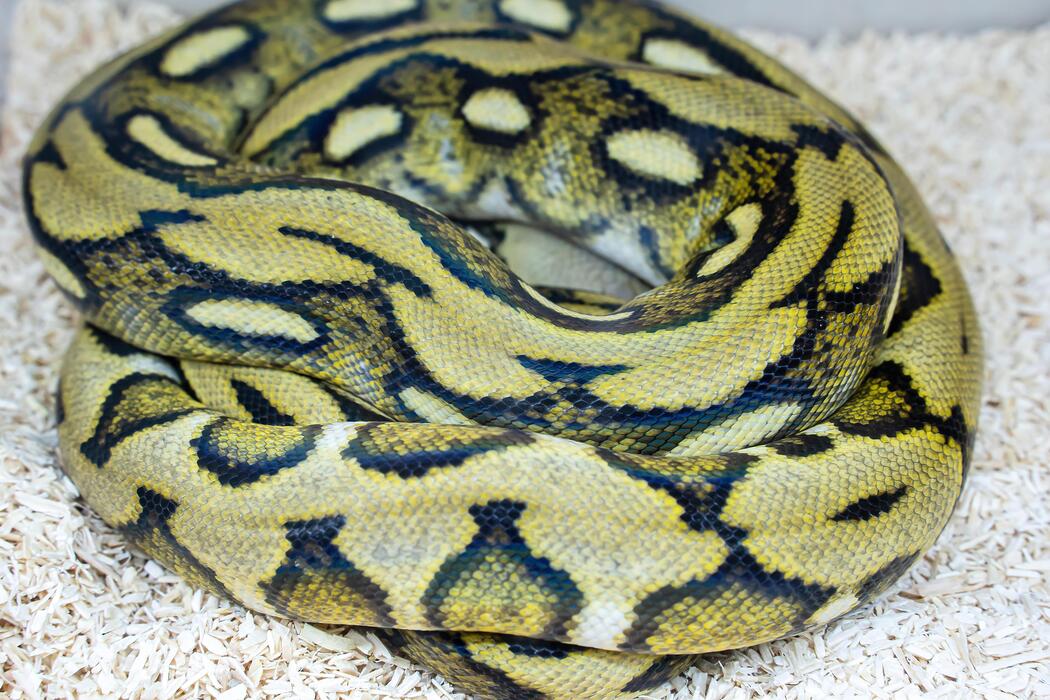 Carpet Python Stock Photos, Images and Backgrounds for Free Download