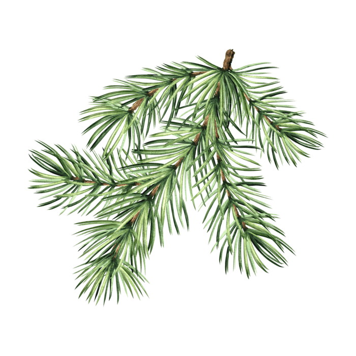 Pine Needles PNGs for Free Download