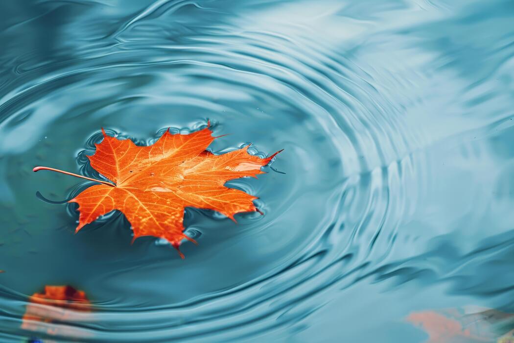 Maple Leaf Water Stock Photos, Images and Backgrounds for Free Download