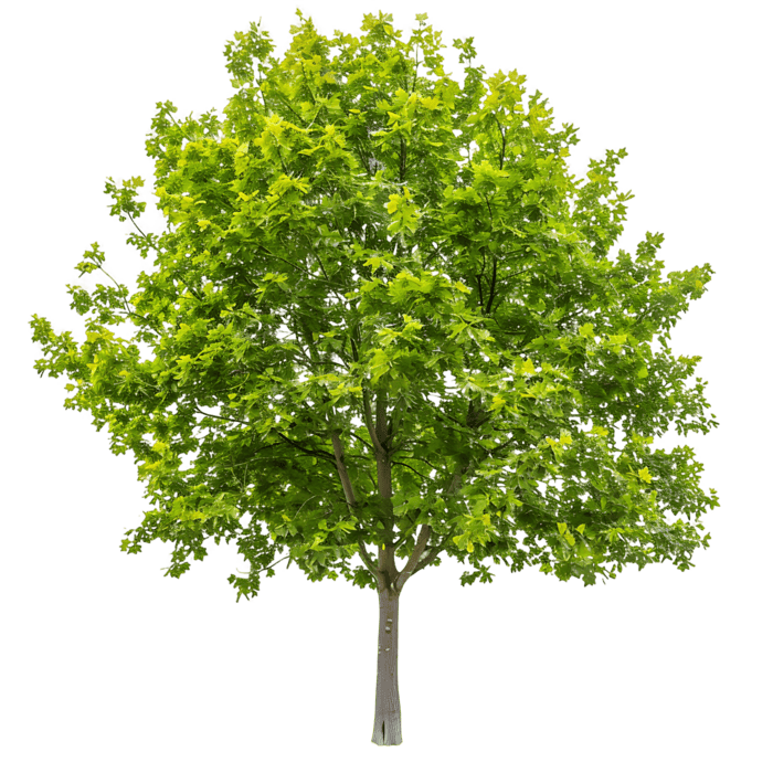 Tree Clip Art PNGs for Free Download