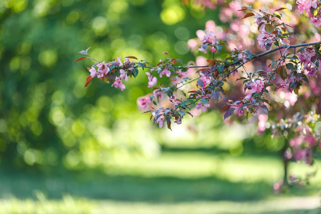 Spring Nature Background Stock Photos, Images and Backgrounds for Free ...