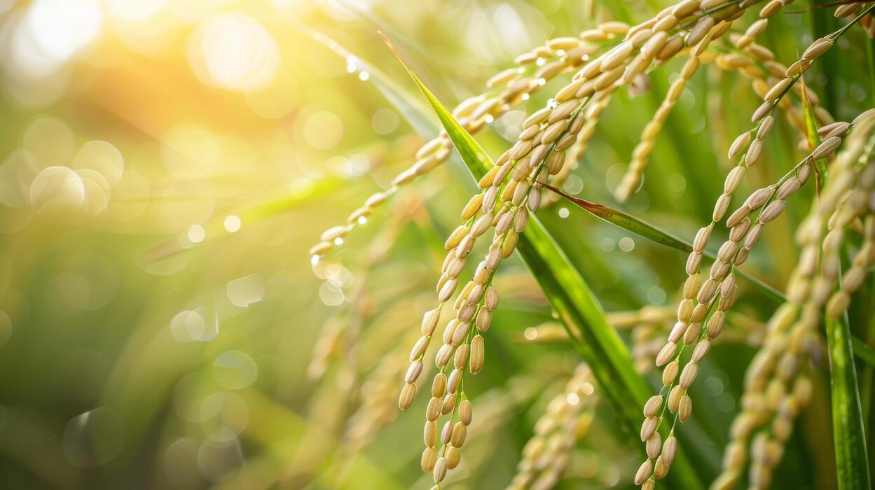 Hanging Rice Stock Photos, Images and Backgrounds for Free Download