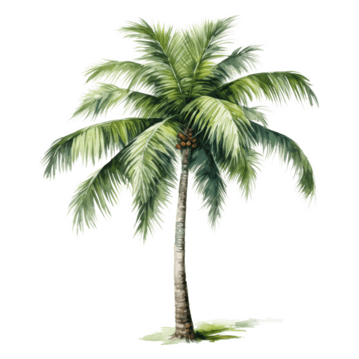 Coconut Tree PNGs for Free Download