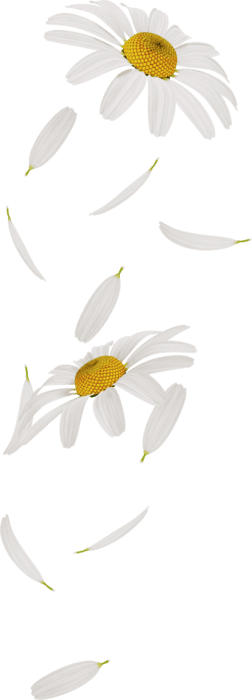 Daisy PNGs for Free Download