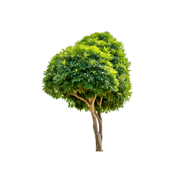 Tree Transparent Background PNGs for Free Download