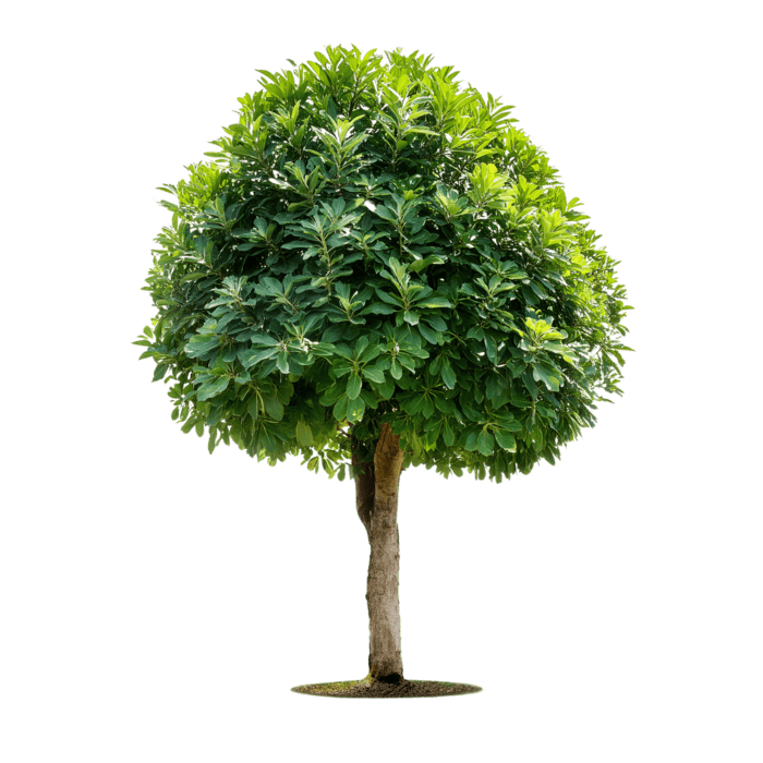 Tree Transparent Background PNGs for Free Download