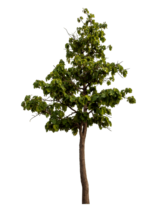 Tree Animation PNGs for Free Download