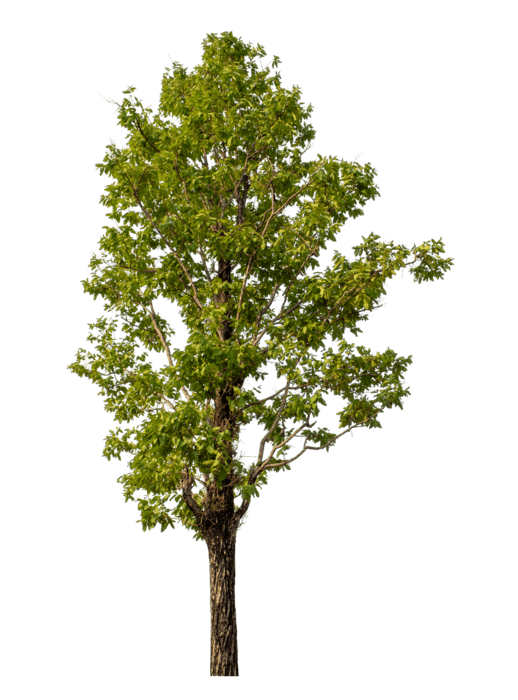 Tree Transparent Background PNGs for Free Download