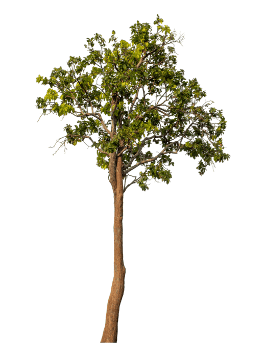 Tree Animation PNGs for Free Download