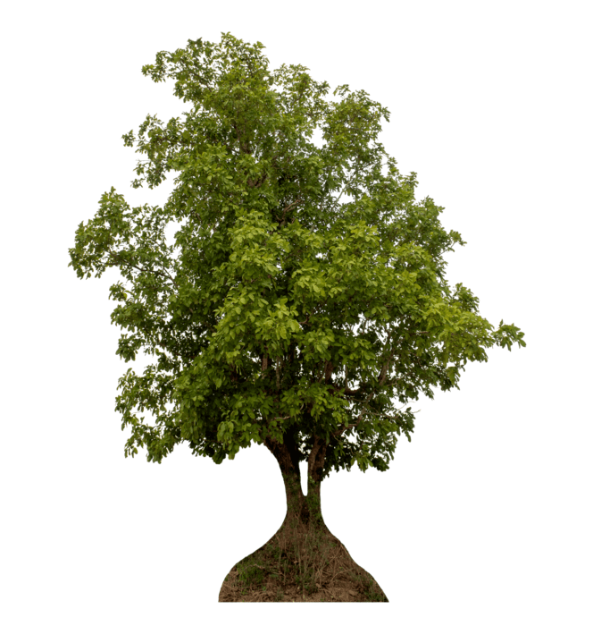 Animated Tree PNGs for Free Download